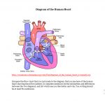 3+ Heart Diagram Template Function and Access | Template Business PSD ...